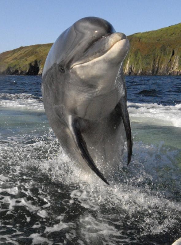 Dingle : Home of Fungie the Dolphin | Private Irish Trip - Executive ...