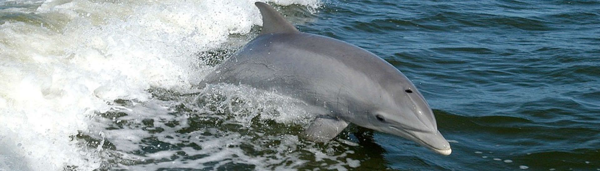 The Famous Dingle Dolphin | Personal Driver Ireland - Executive Tours ...